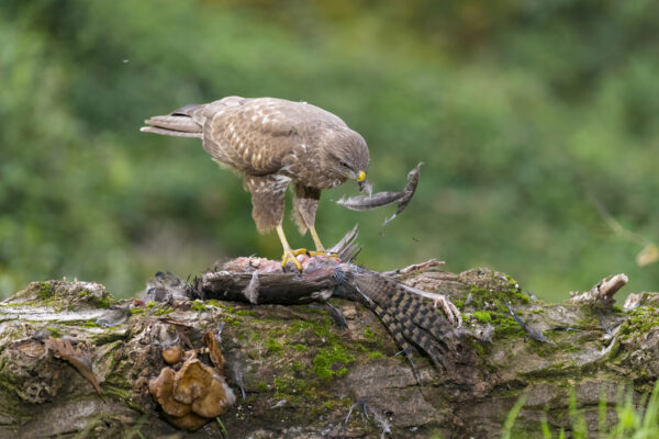 Common Buzzard - Protect the Wild