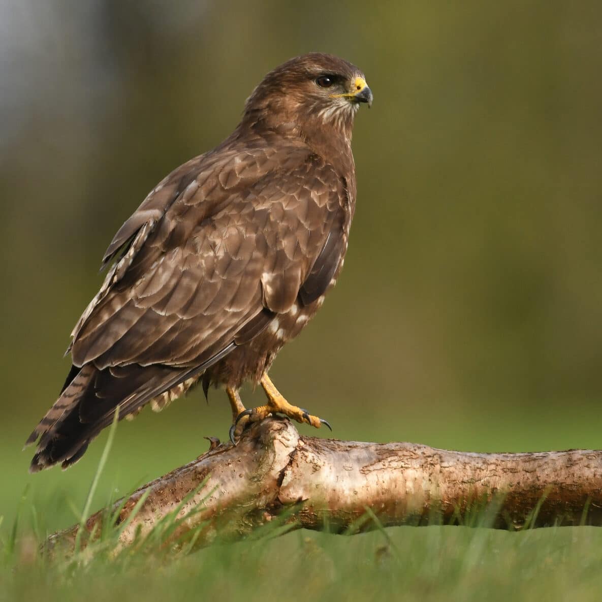 Common Buzzard - Protect the Wild